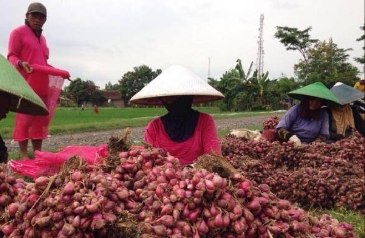 Kalah Bersaing, Petani Bawang Bayongbong Meradang » Gosip Garut