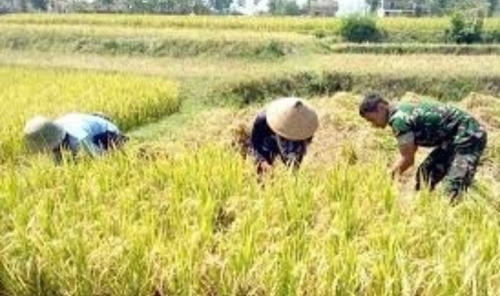 Dinas Pertanian: Produksi Beras Garut Surplus 361.430 Ton » Gosip Garut